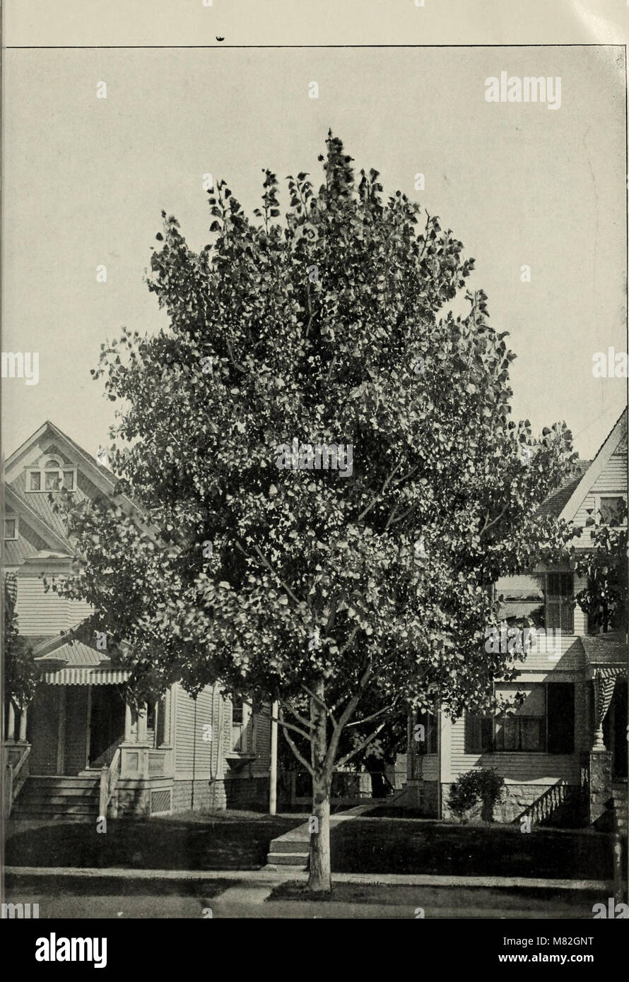 This 1901 catalogue features a selection of fruit and ornamental trees ...