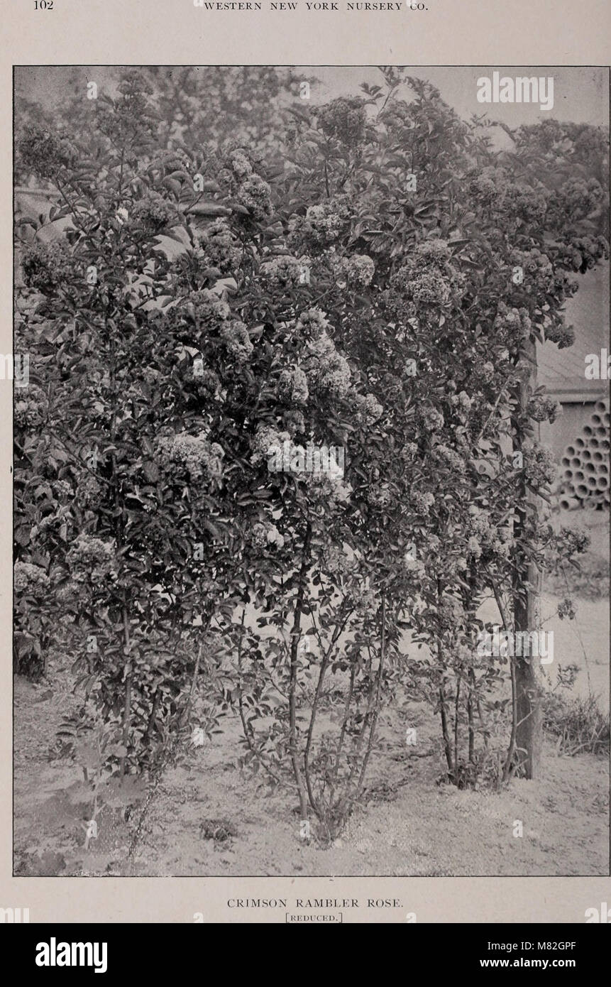 Catalogue of fruit and ornamental trees, small fruits, shrubs, vines ...