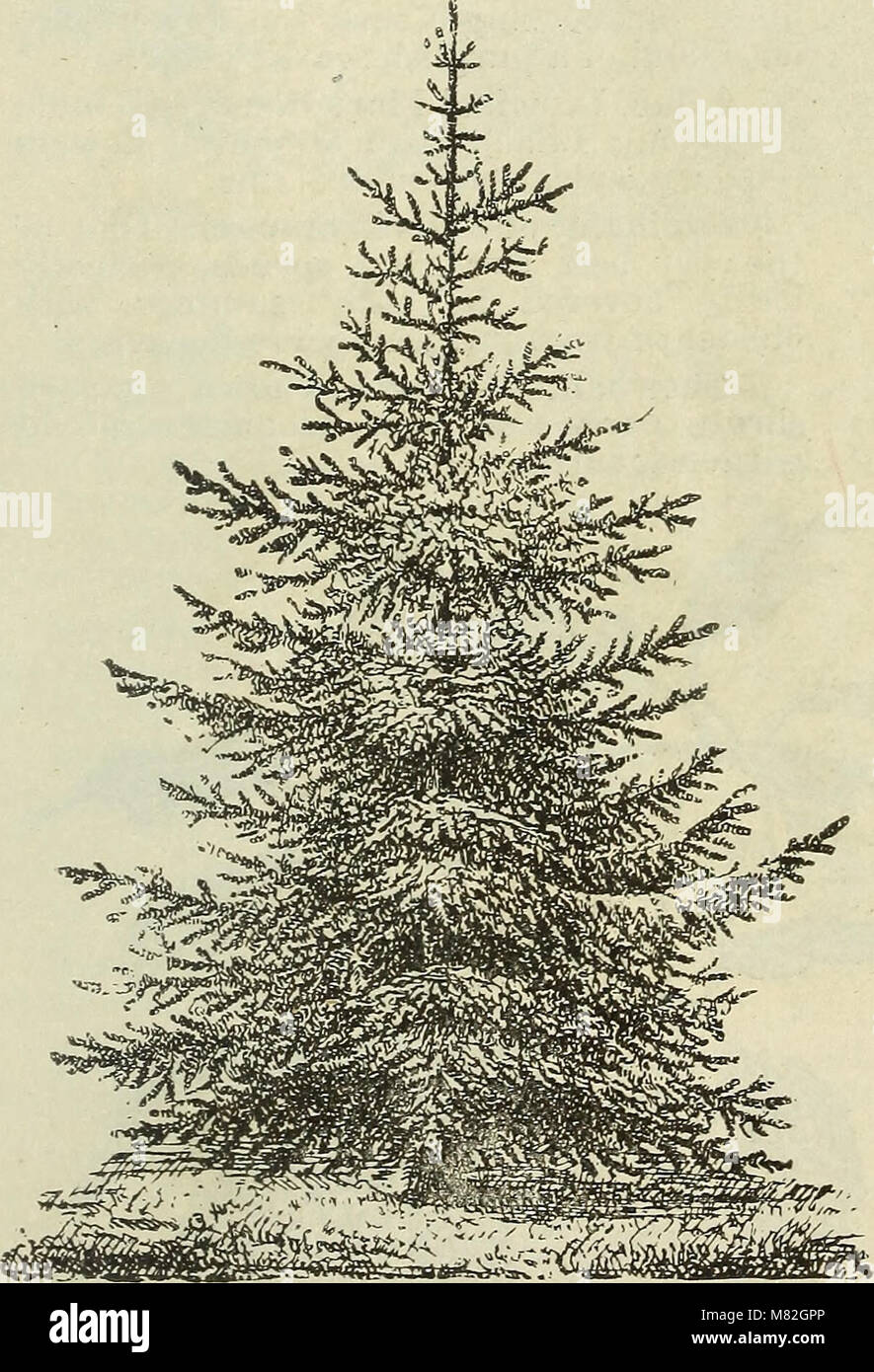 Catalogue of fruit and ornamental trees, vines, shrubs plants roses and ...