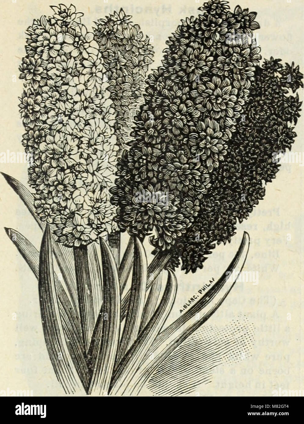 This 1896 catalogue lists various hardy bulbs and plants suitable for ...