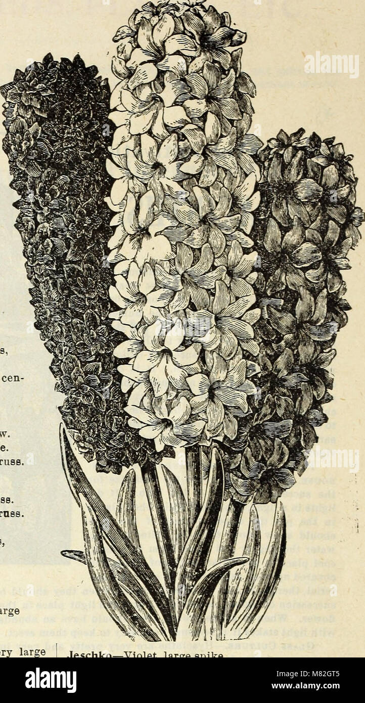 The 1896 catalogue offers a detailed list of hardy bulbs and plants ...