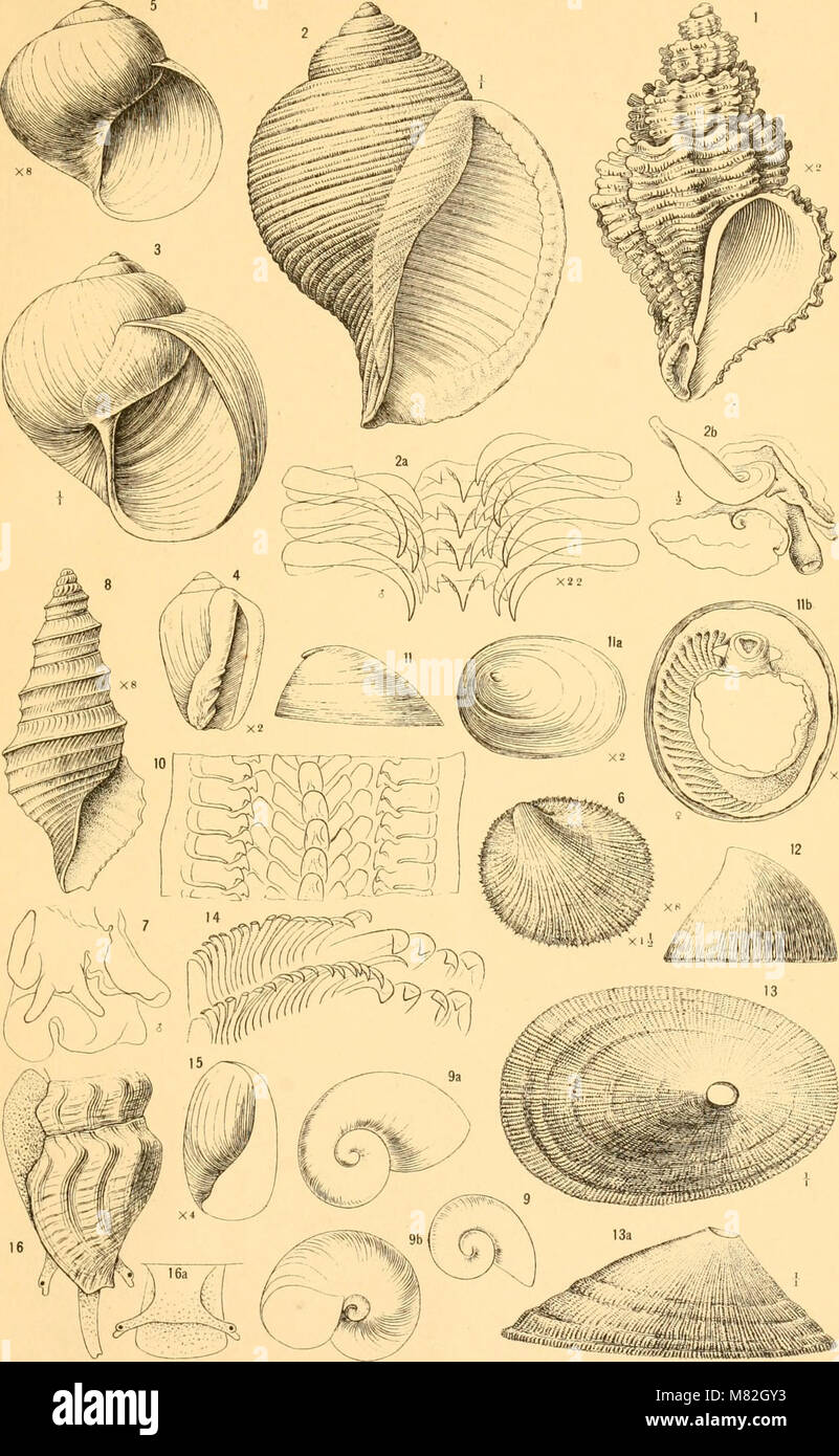 This 1882 catalogue documents the marine mollusca species added to the ...