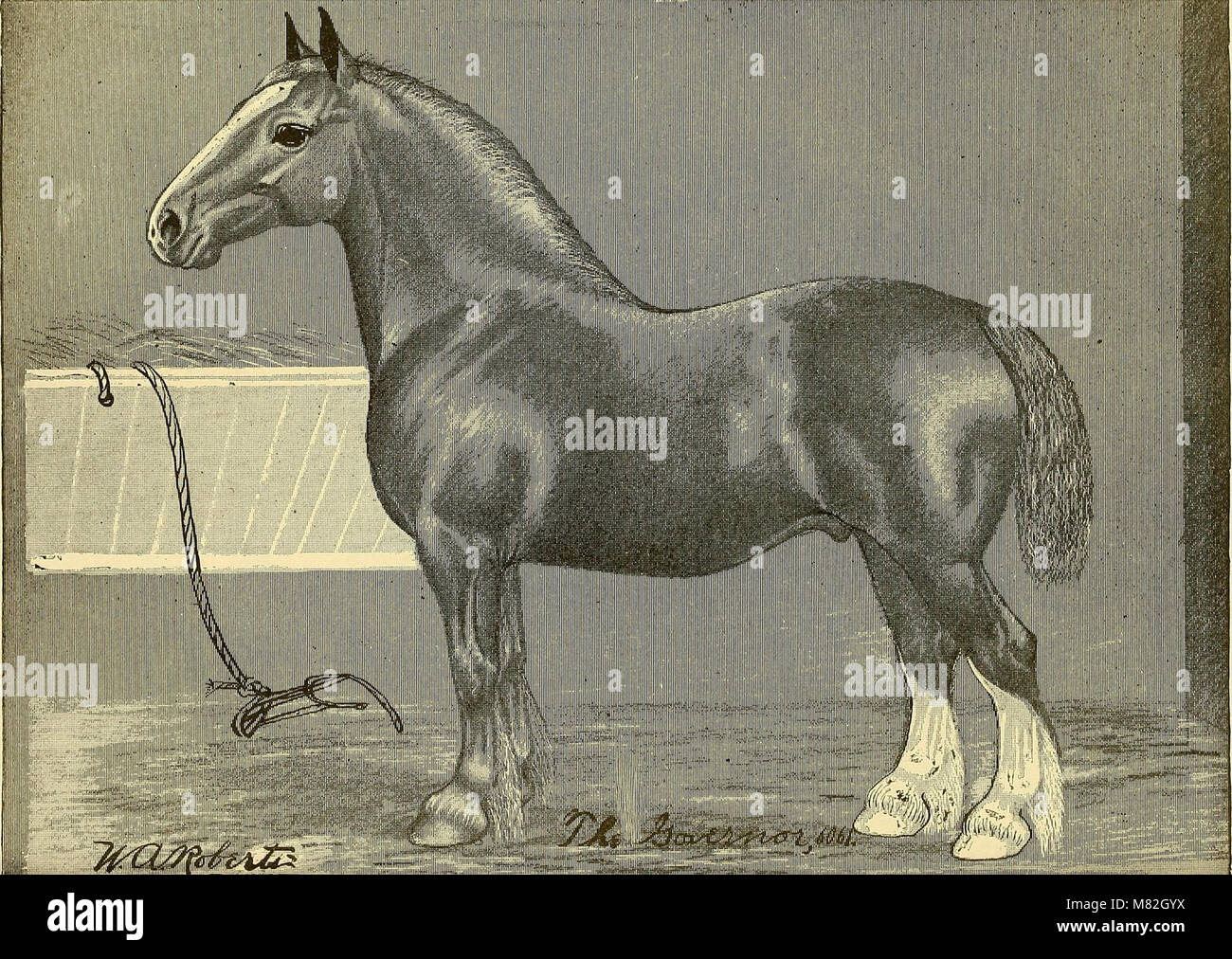 This catalogue details the breeding stock of Meadow Lawn Stud, listing ...
