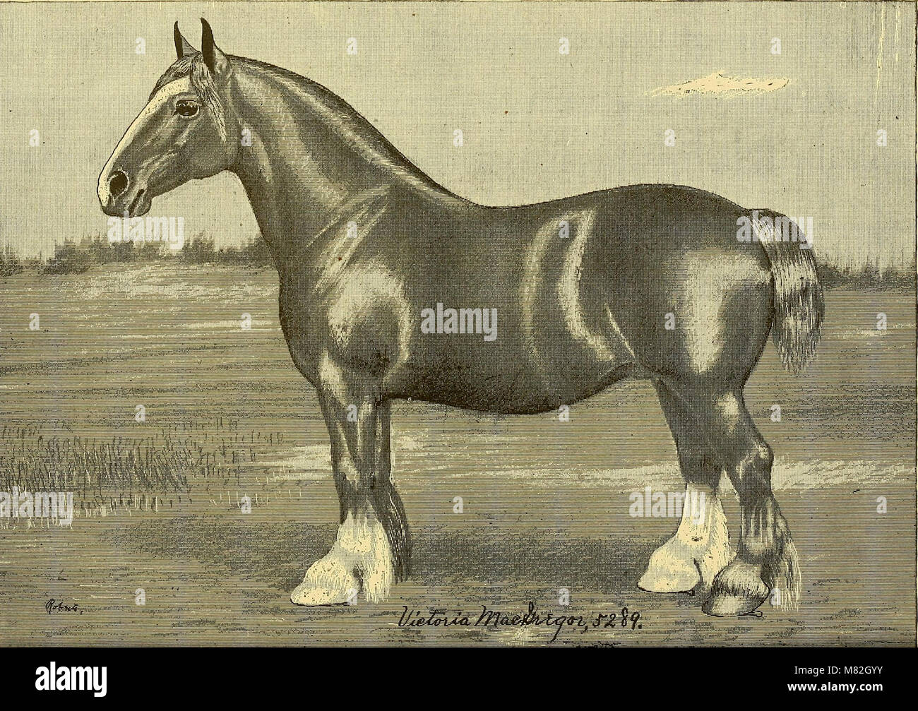 Catalogue of Meadow Lawn Stud of Clydesdale stallions and mares - and ...