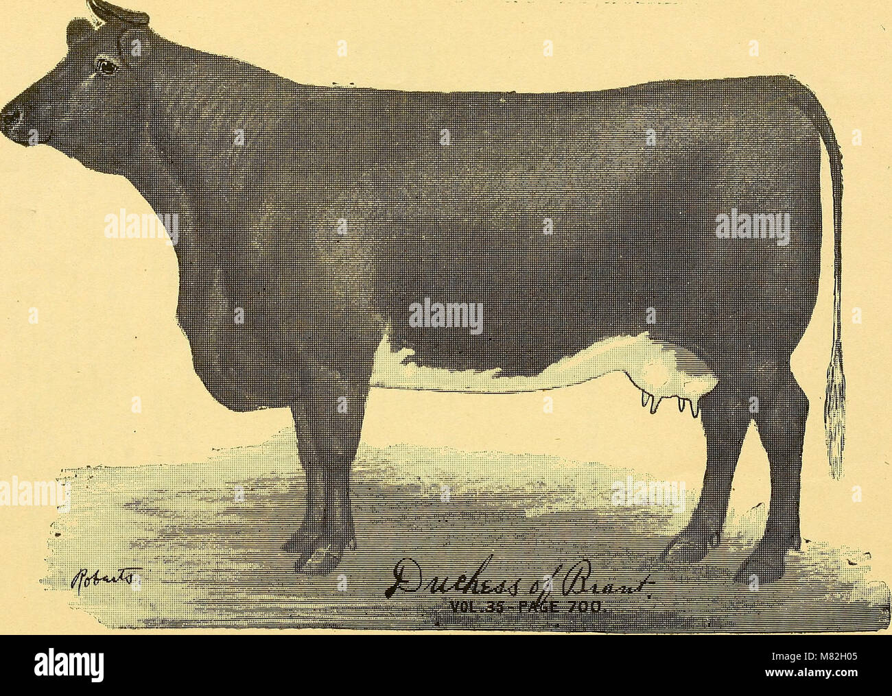 Catalogue of Meadow Lawn Stud of Clydesdale stallions and mares - and ...