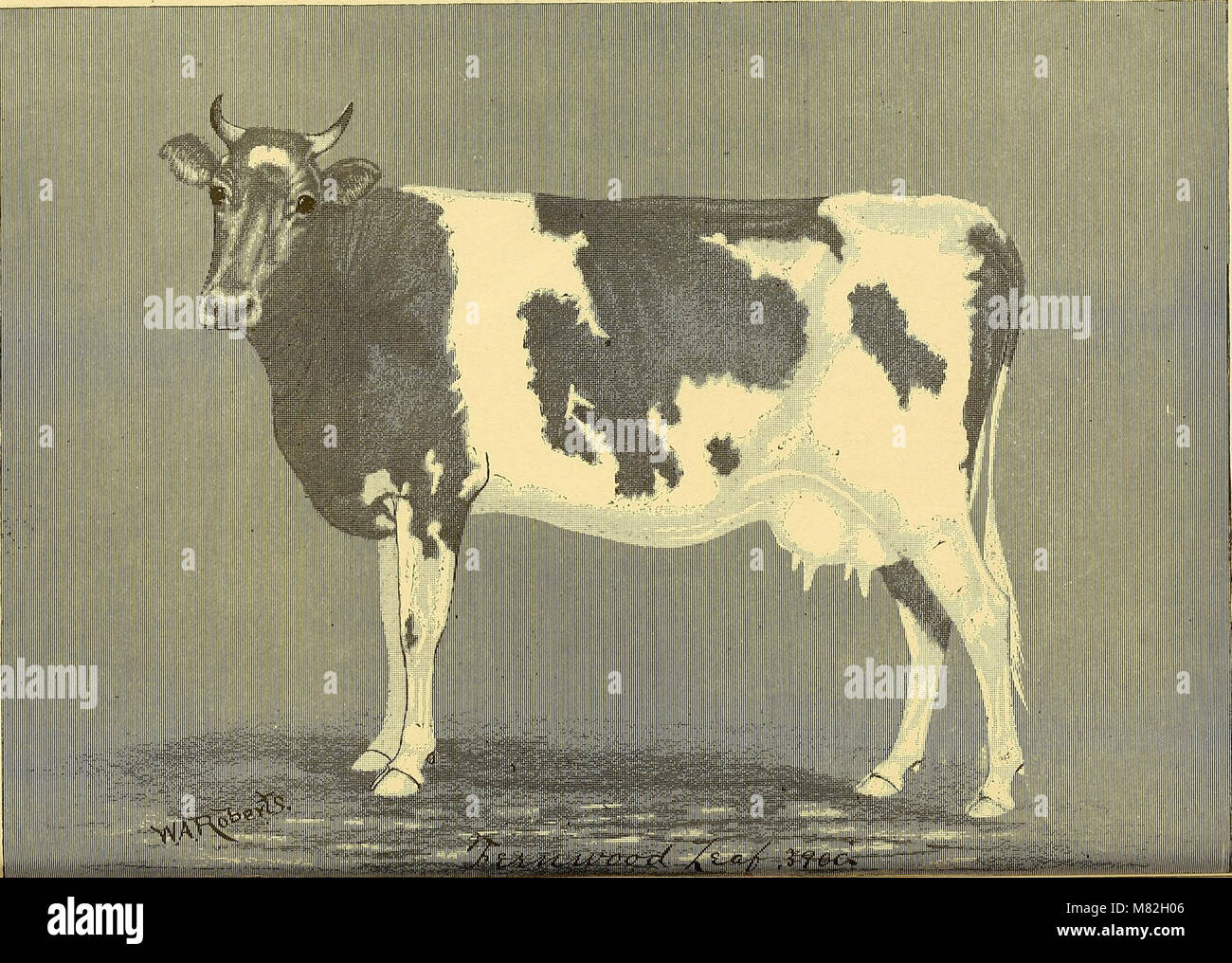 Catalogue of Meadow Lawn Stud of Clydesdale stallions and mares - and ...