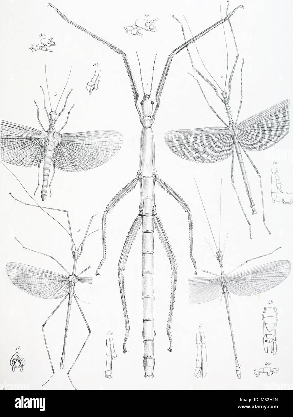 This 1859 catalogue provides detailed information on the Phasmidae ...