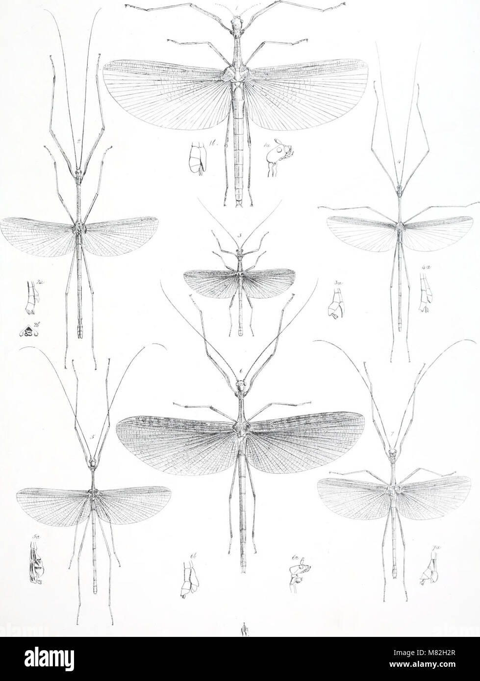 This 1859 catalog details the orthopterous insects in the British ...