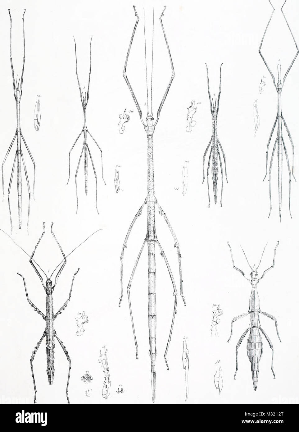 Catalogue of orthopterous insects in the collection of the British ...