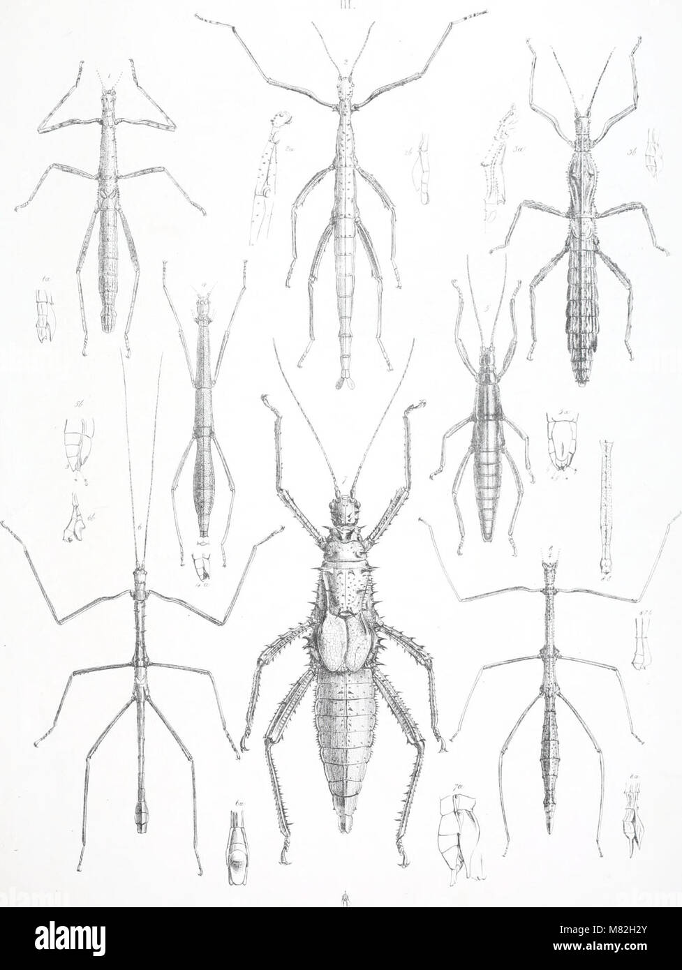 This 1859 catalogue details the collection of *Phasmidae*, a group of ...