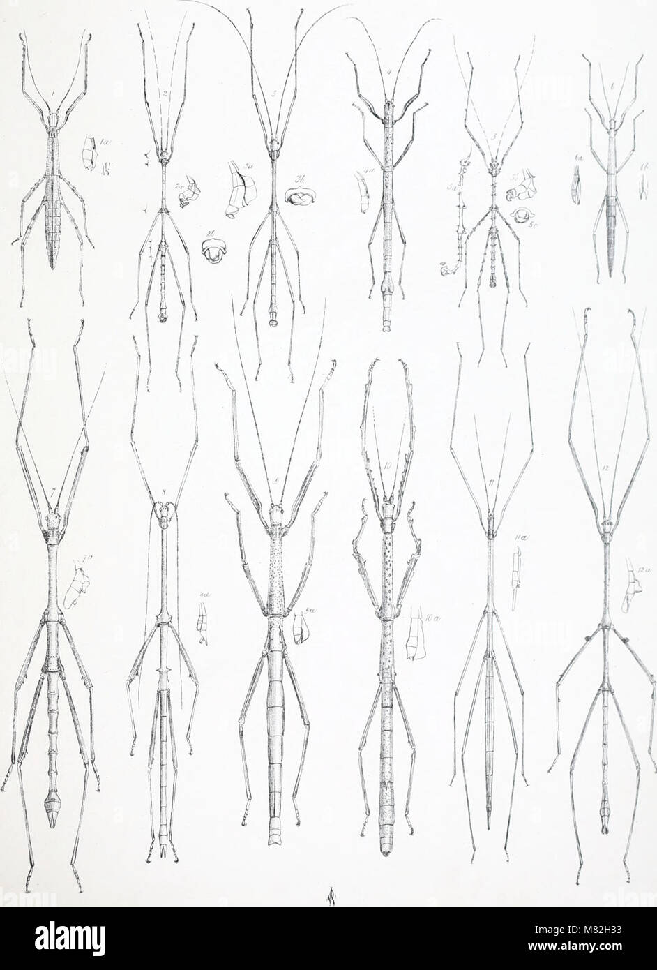 This 1859 catalogue lists orthopterous insects, specifically Phasmidae ...