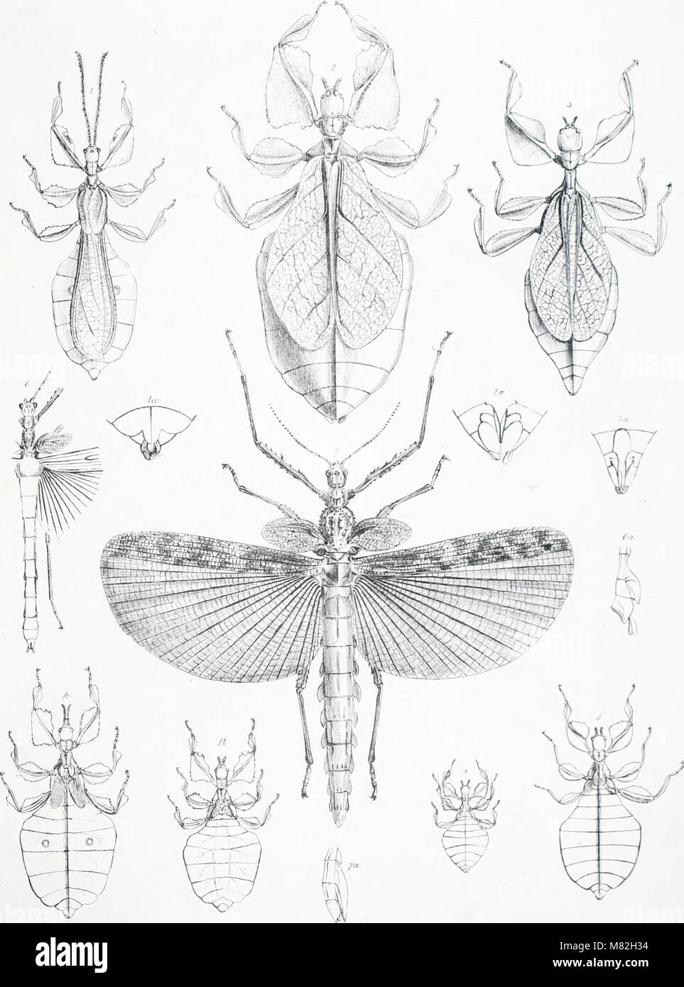 The 1859 'Catalogue of Orthopterous Insects' is a comprehensive listing ...