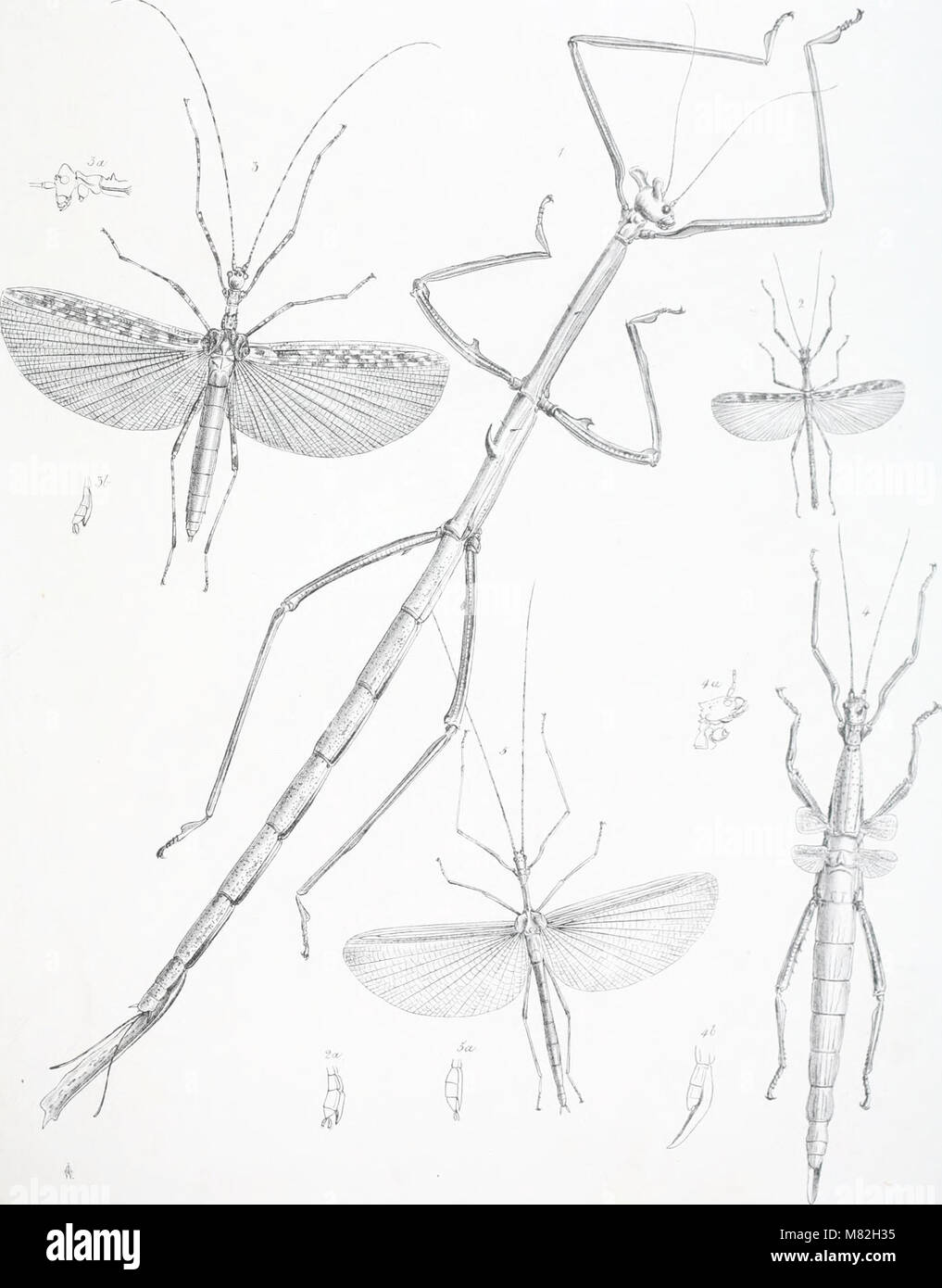Catalogue of orthopterous insects in the collection of the British ...