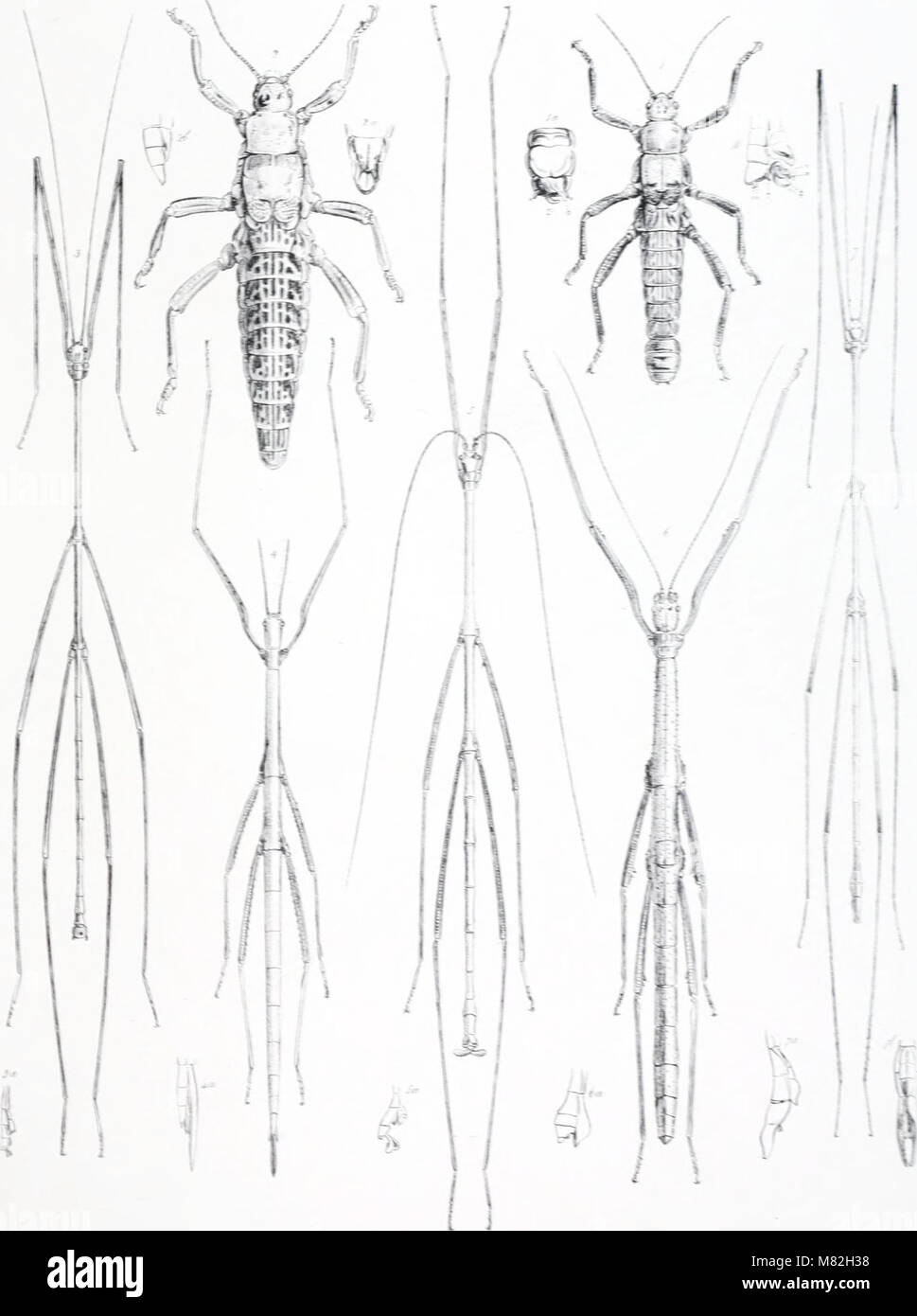 Catalogue of orthopterous insects in the collection of the British ...