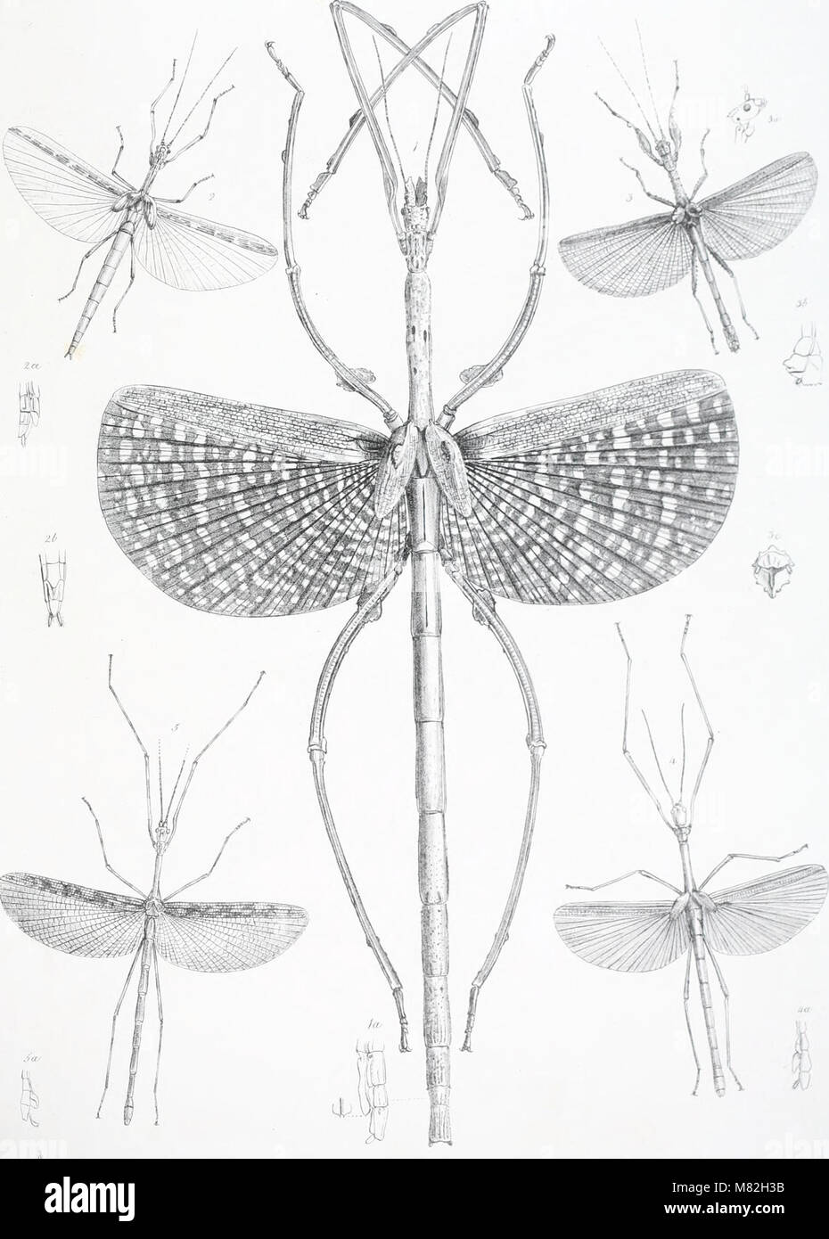 Catalogue of orthopterous insects in the collection of the British ...