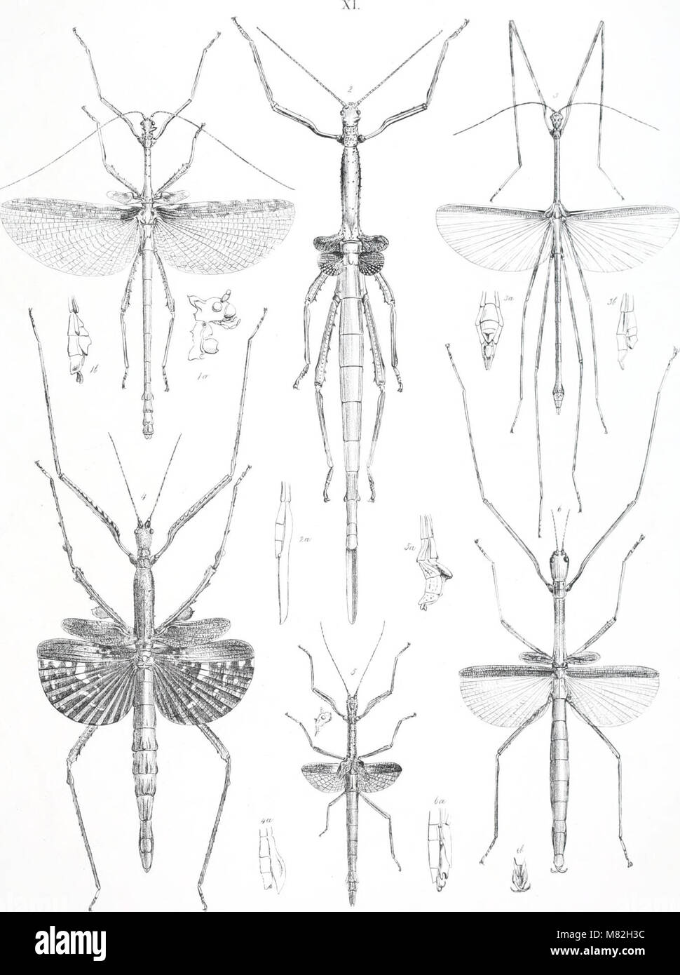 This catalogue (1859) focuses on the Phasmidae family of orthopterous ...