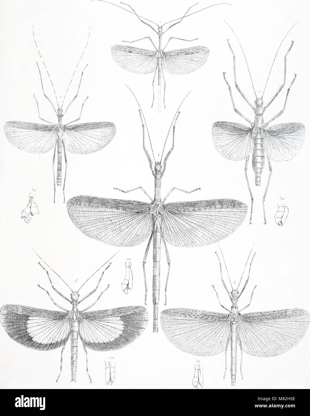 This 1859 catalogue contains detailed information on the Phasmidae, a ...