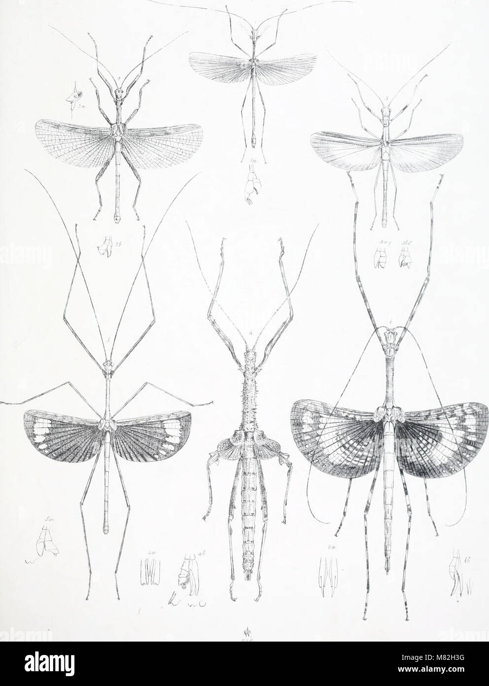 Catalogue of orthopterous insects in the collection of the British ...