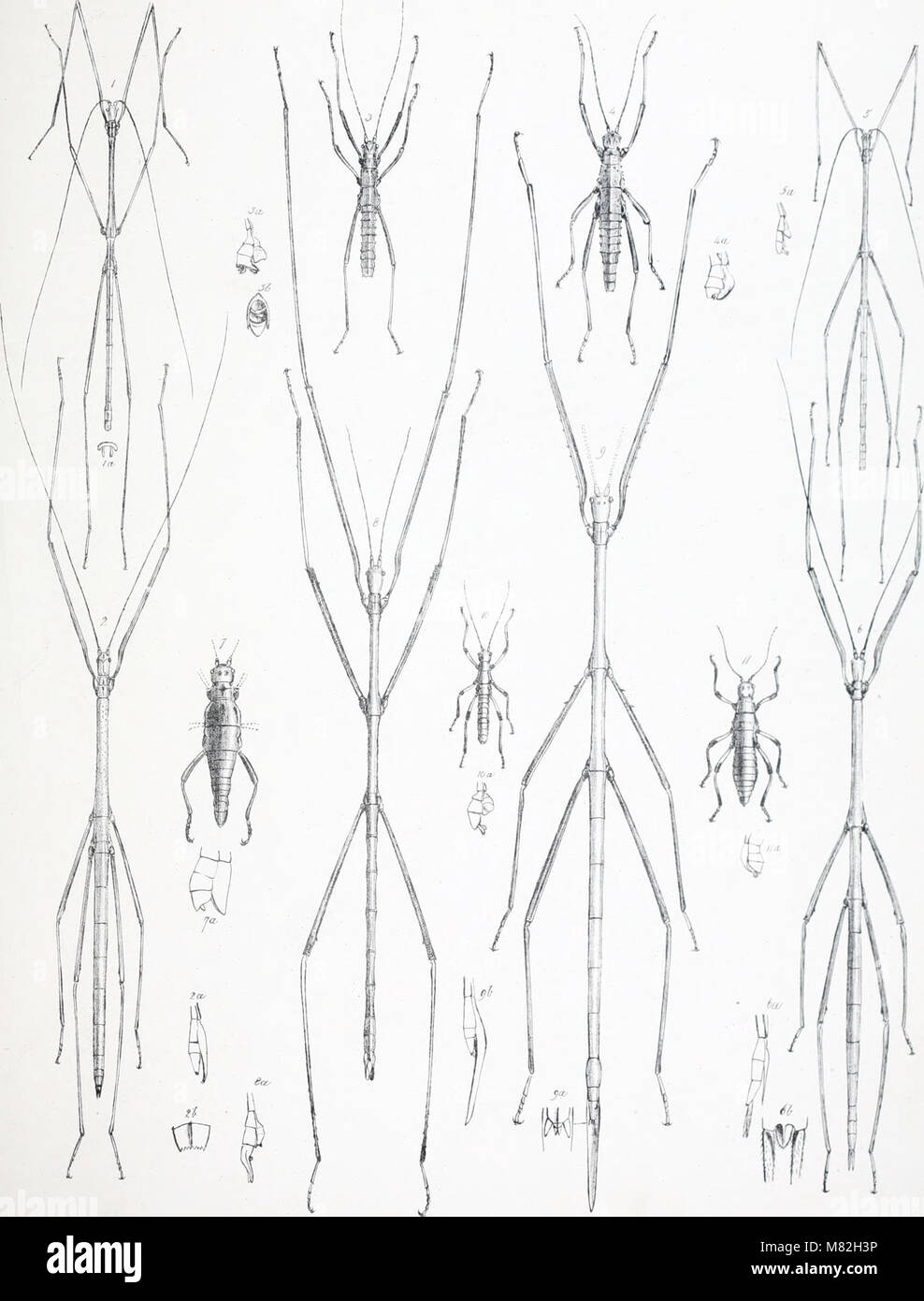 Catalogue of orthopterous insects in the collection of the British ...