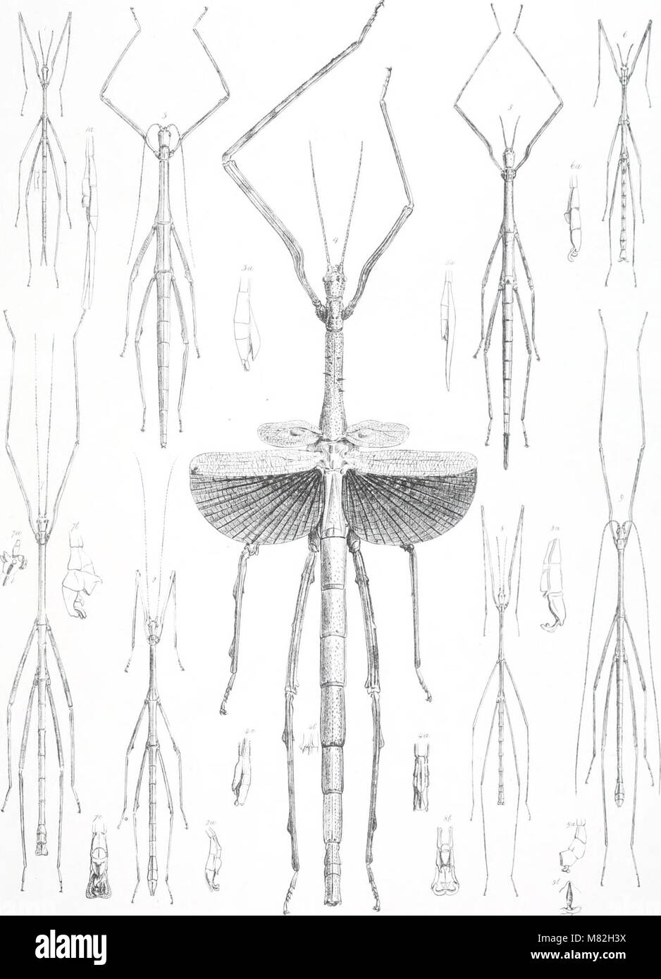 This catalog provides a detailed list of orthopterous insects in the ...