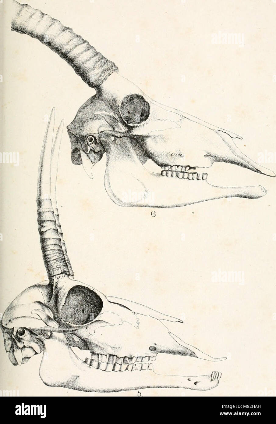 This catalogue provides a detailed classification and description of ...