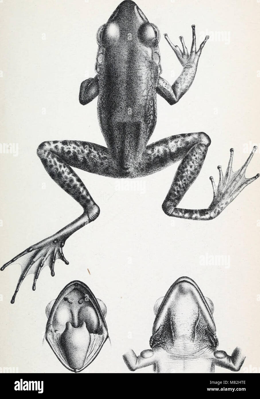 This 1882 catalogue provides a comprehensive listing and description of ...