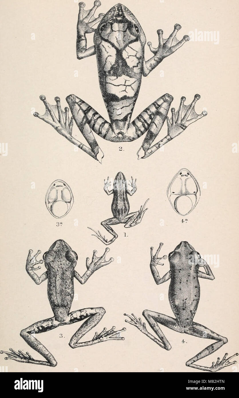 The 1882 catalogue of Batrachia Salientia s. Ecaudata lists amphibian ...