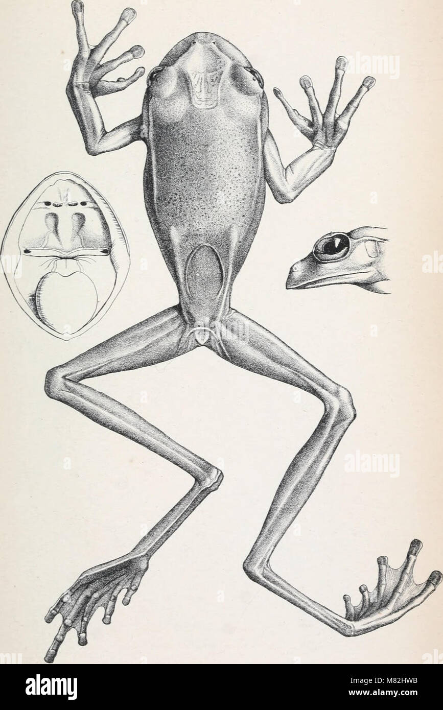 The *Catalogue of the Batrachia Salientia s. Ecaudata* (2nd ed., 1882 ...