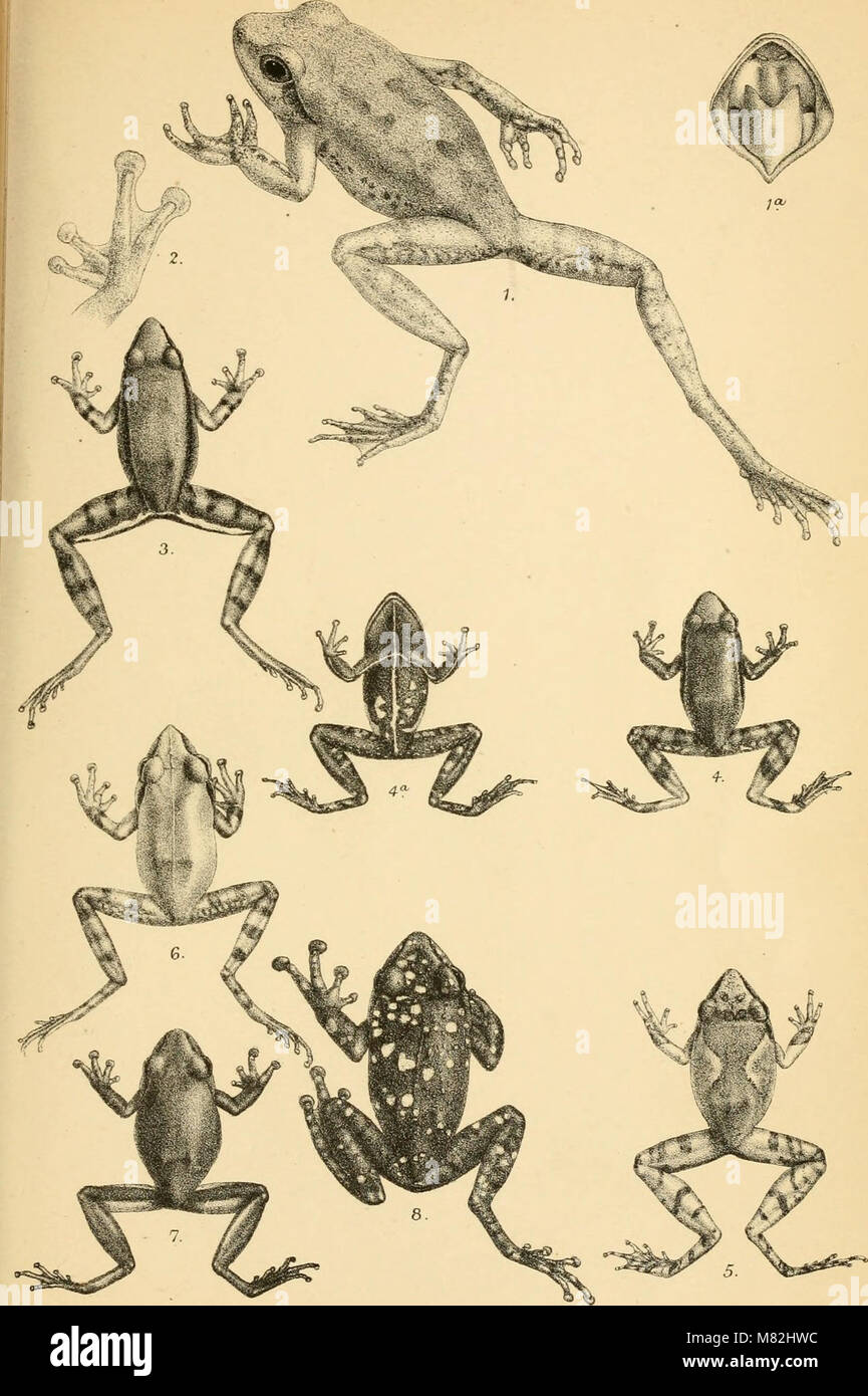 This 1882 catalogue details the species of Batrachia Salientia (frogs ...