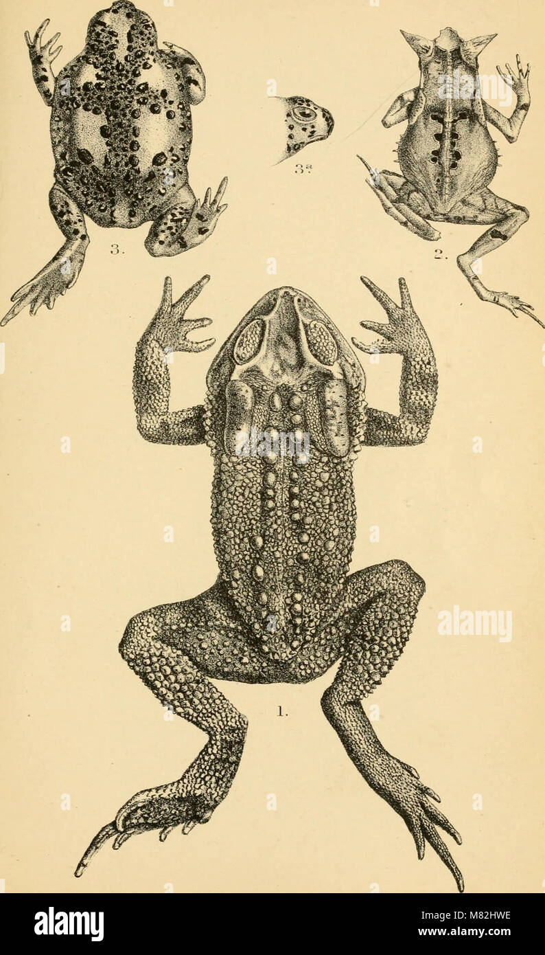 This catalogue from the British Museum (1882) lists species of frogs ...