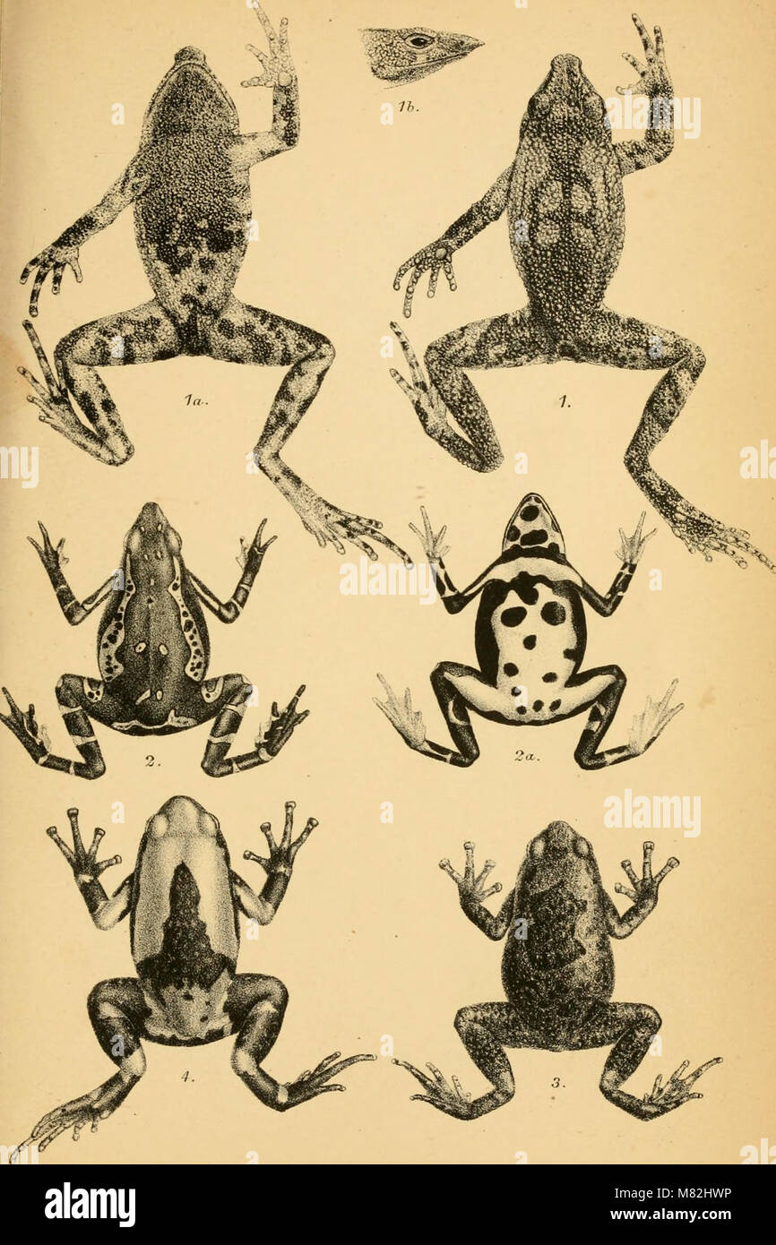 This 1882 catalog lists the Batrachia Salientia, a suborder of ...