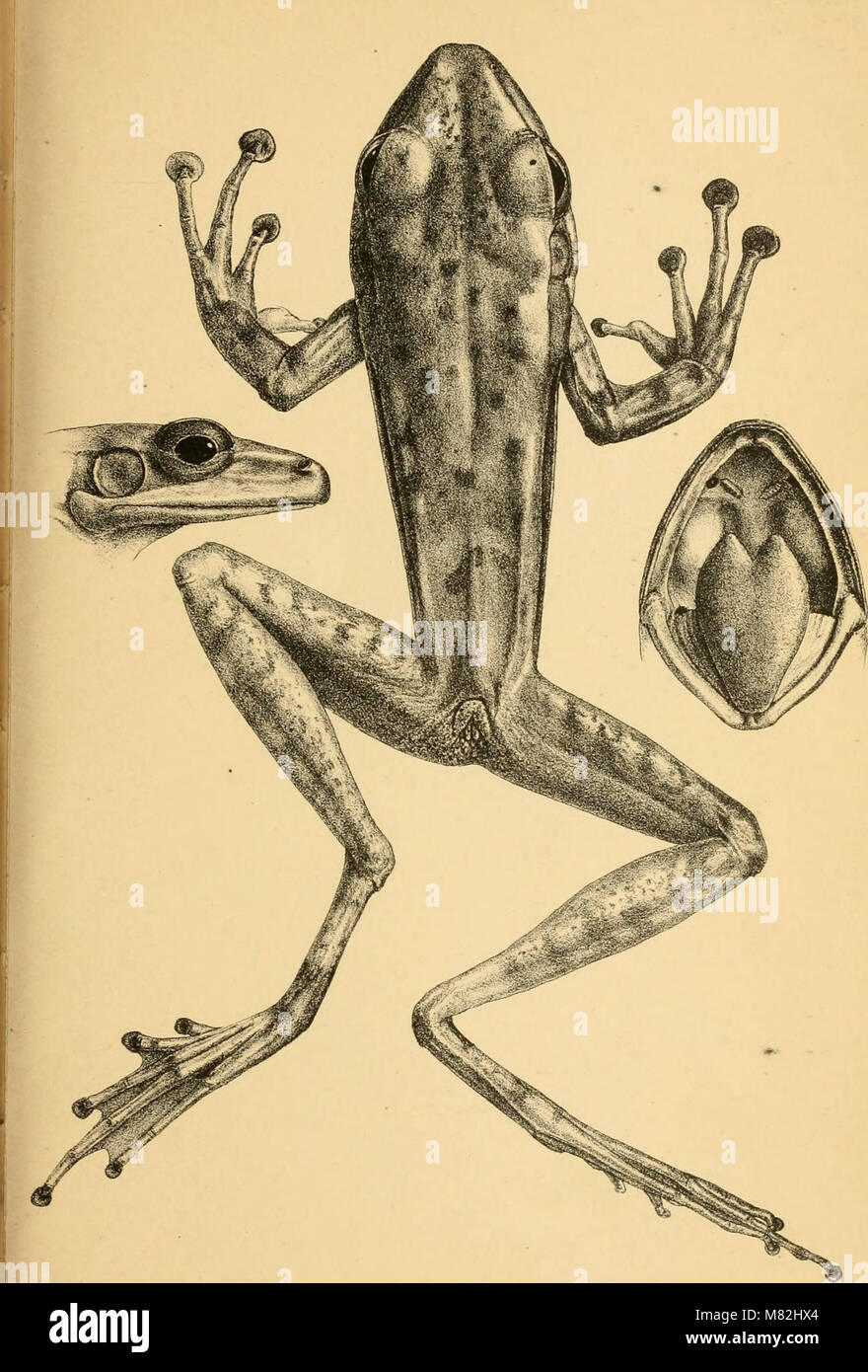 This 1882 catalogue lists the specimens of Batrachia Salientia (a ...