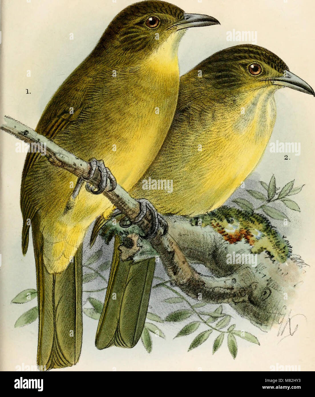 This 1881 catalogue presents an extensive list of bird species held in ...