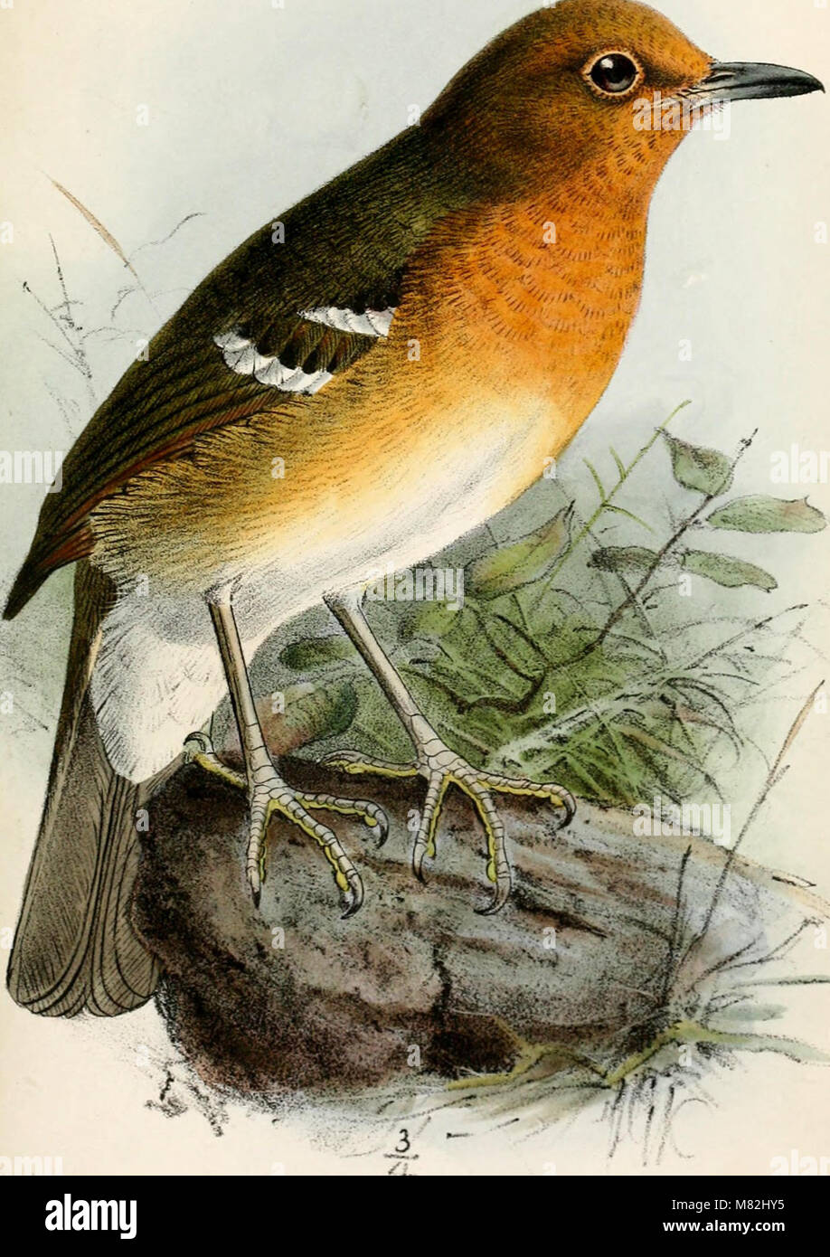 This 1881 catalogue provides a comprehensive list and description of ...