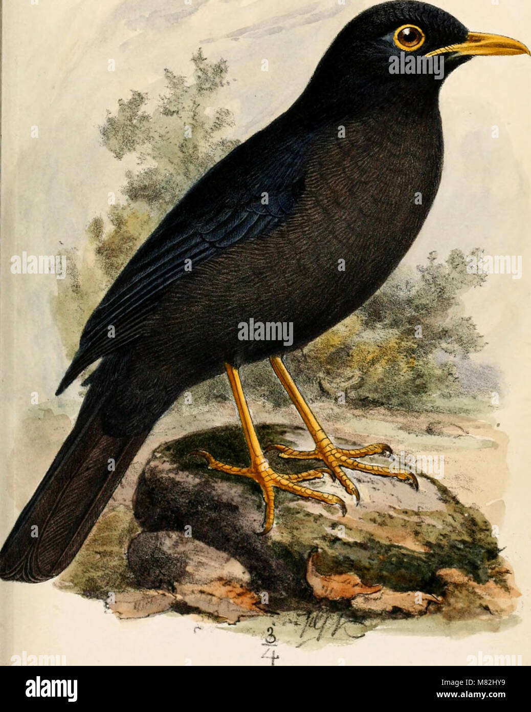 This 1881 catalogue details the bird specimens housed at the British ...