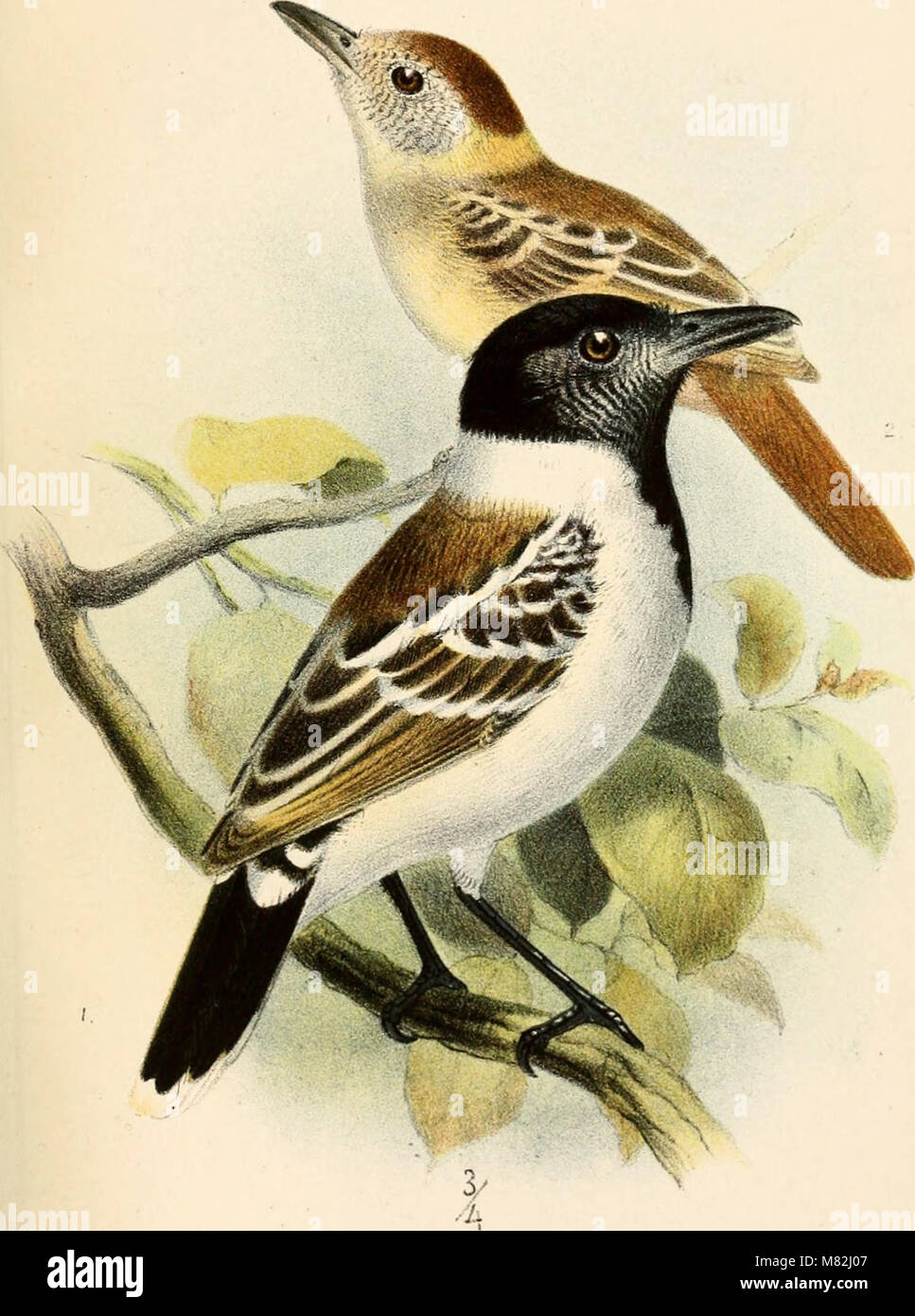 This catalogue presents detailed descriptions of bird species housed at ...