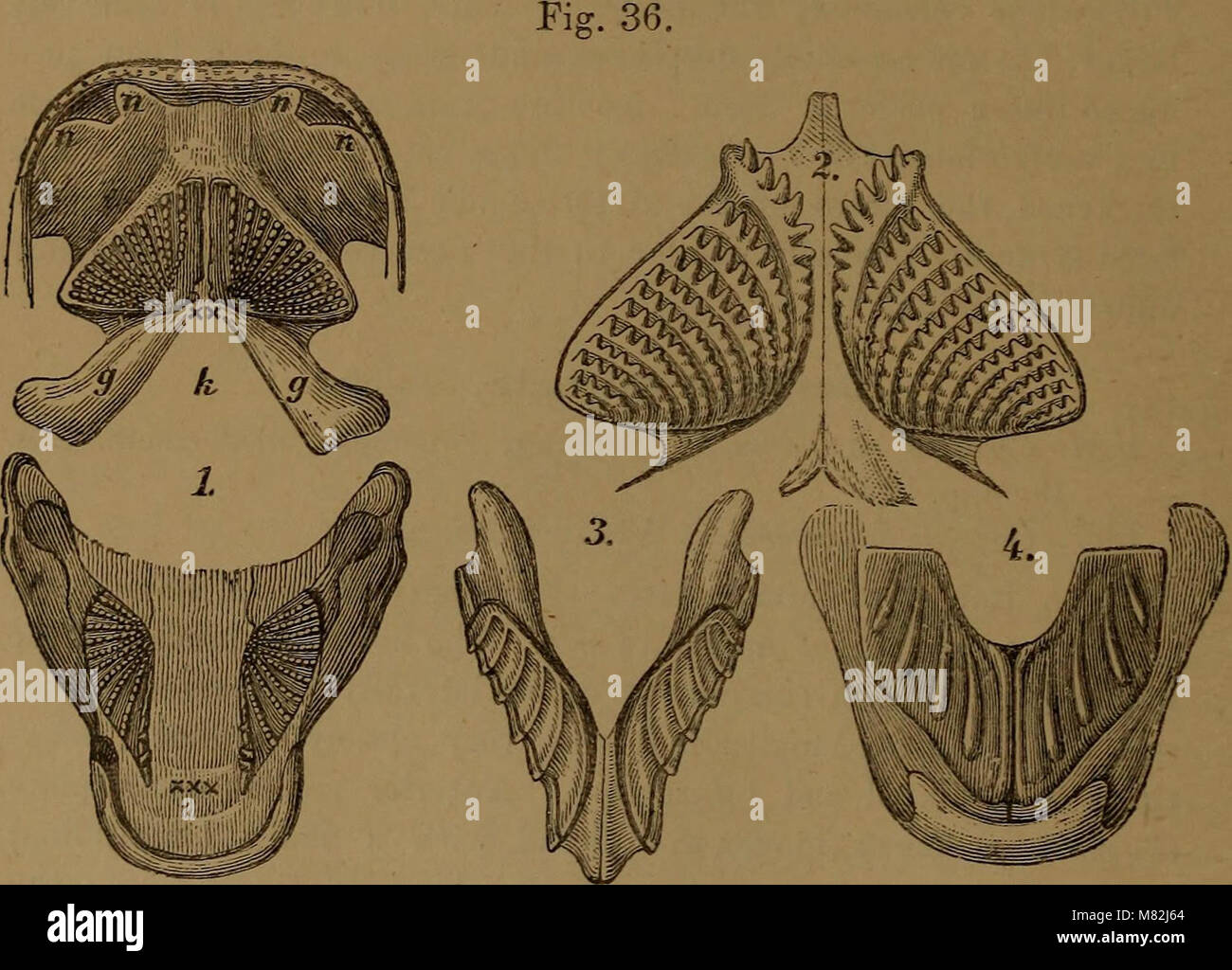 This catalogue, published in 1889, lists and describes fossil fish ...