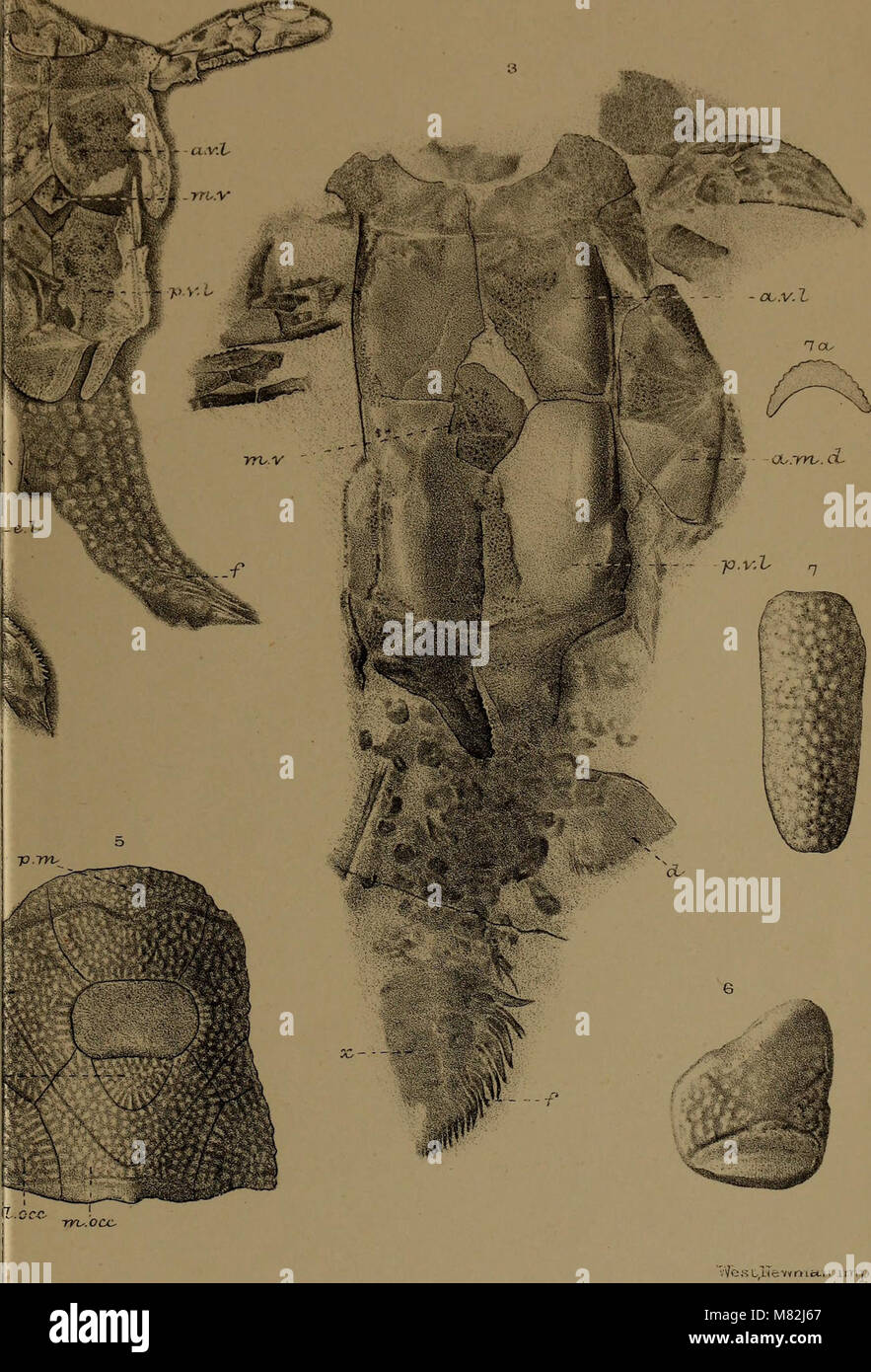 The 1889 catalogue of fossil fishes in the British Museum (Natural ...