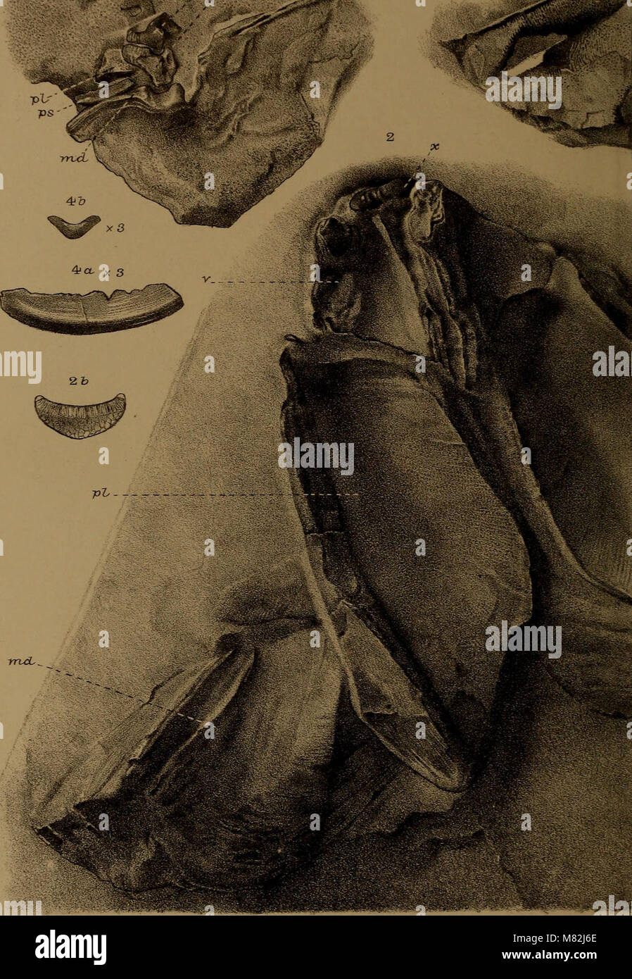 The 'Catalogue of the Fossil Fishes in the British Museum' (1889 ...