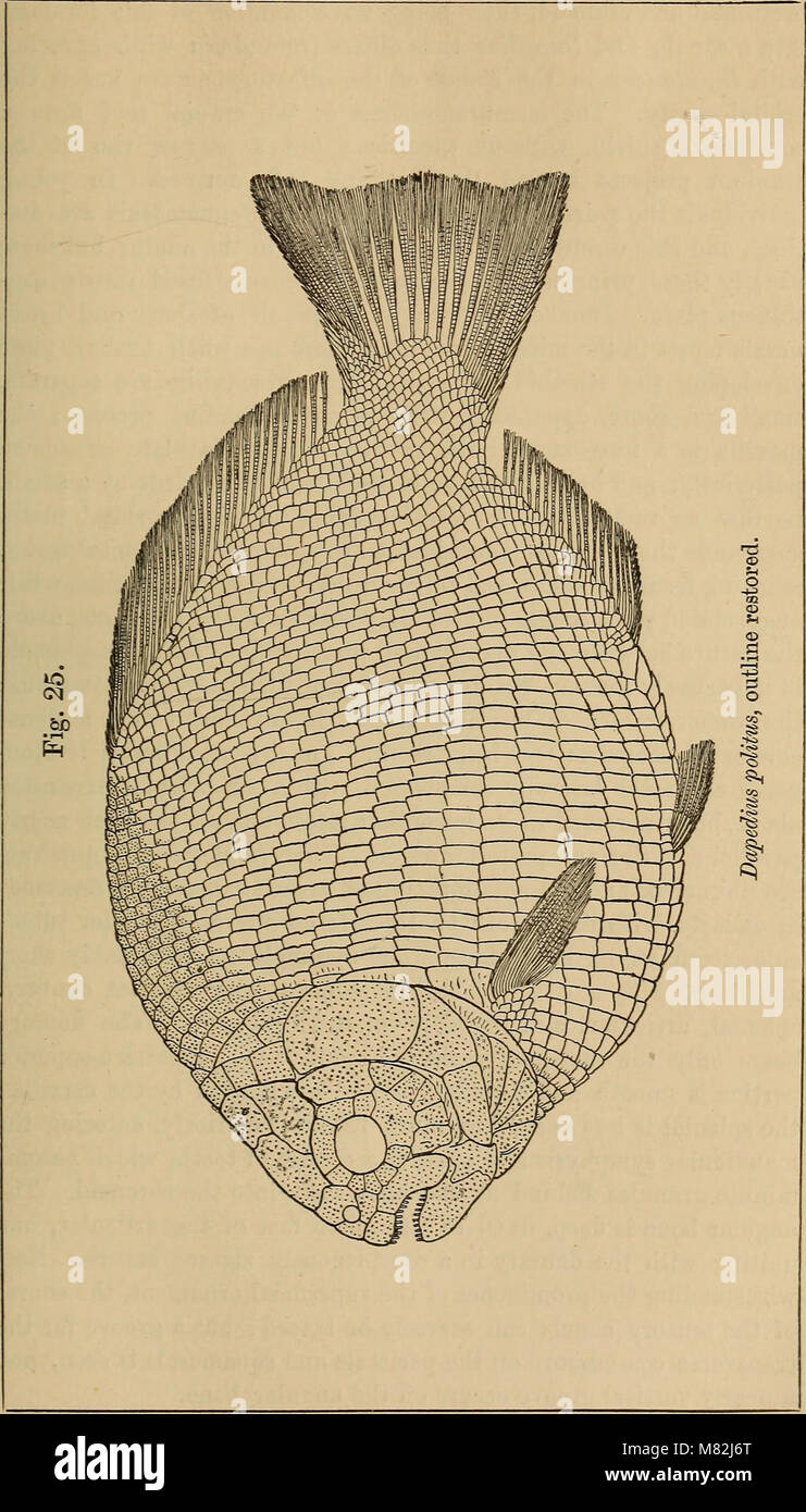 This 1889 catalogue details the fossil fishes housed at the British ...