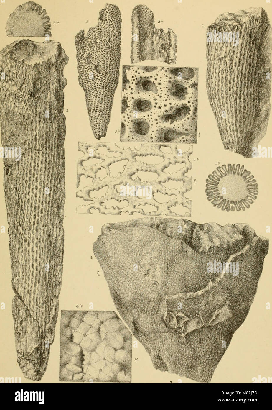 This 1883 catalog from the British Museum’s Geological Department ...