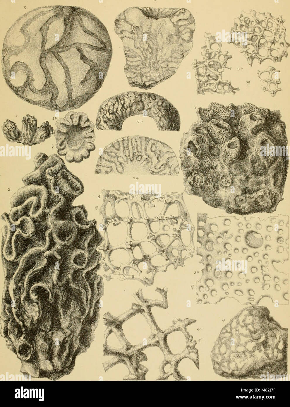 Catalogue of the fossil sponges in the Geological Department of the ...