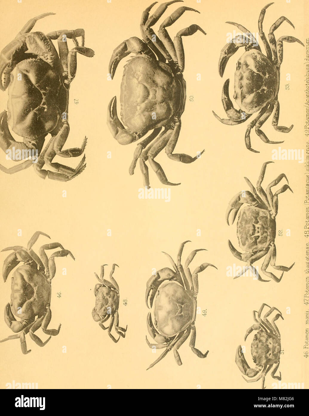 Catalogue indian decapod crustacea in hi-res stock photography and ...