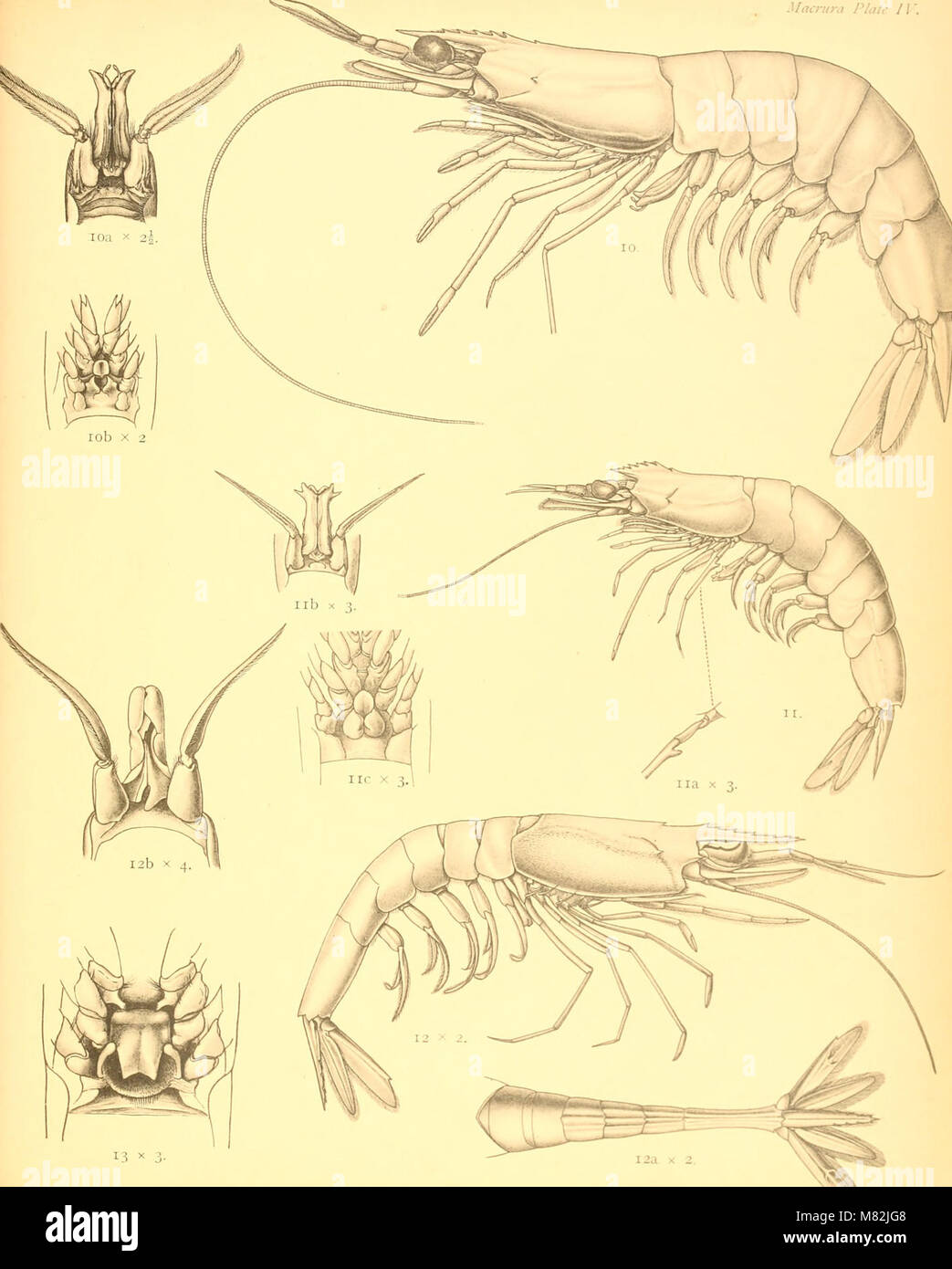 Catalogue indian decapod crustacea in hi-res stock photography and ...