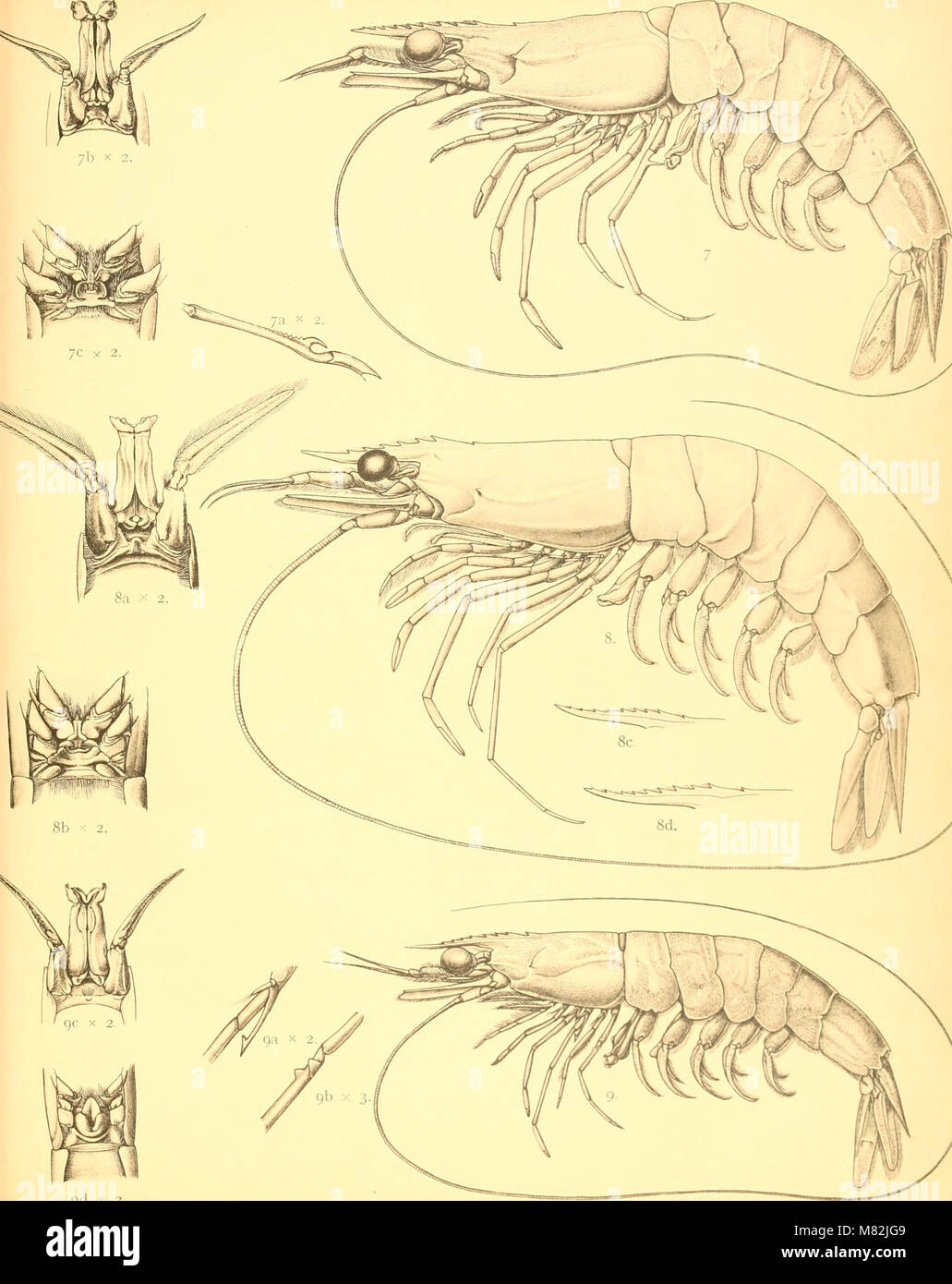 Catalogue indian decapod crustacea in hi-res stock photography and ...