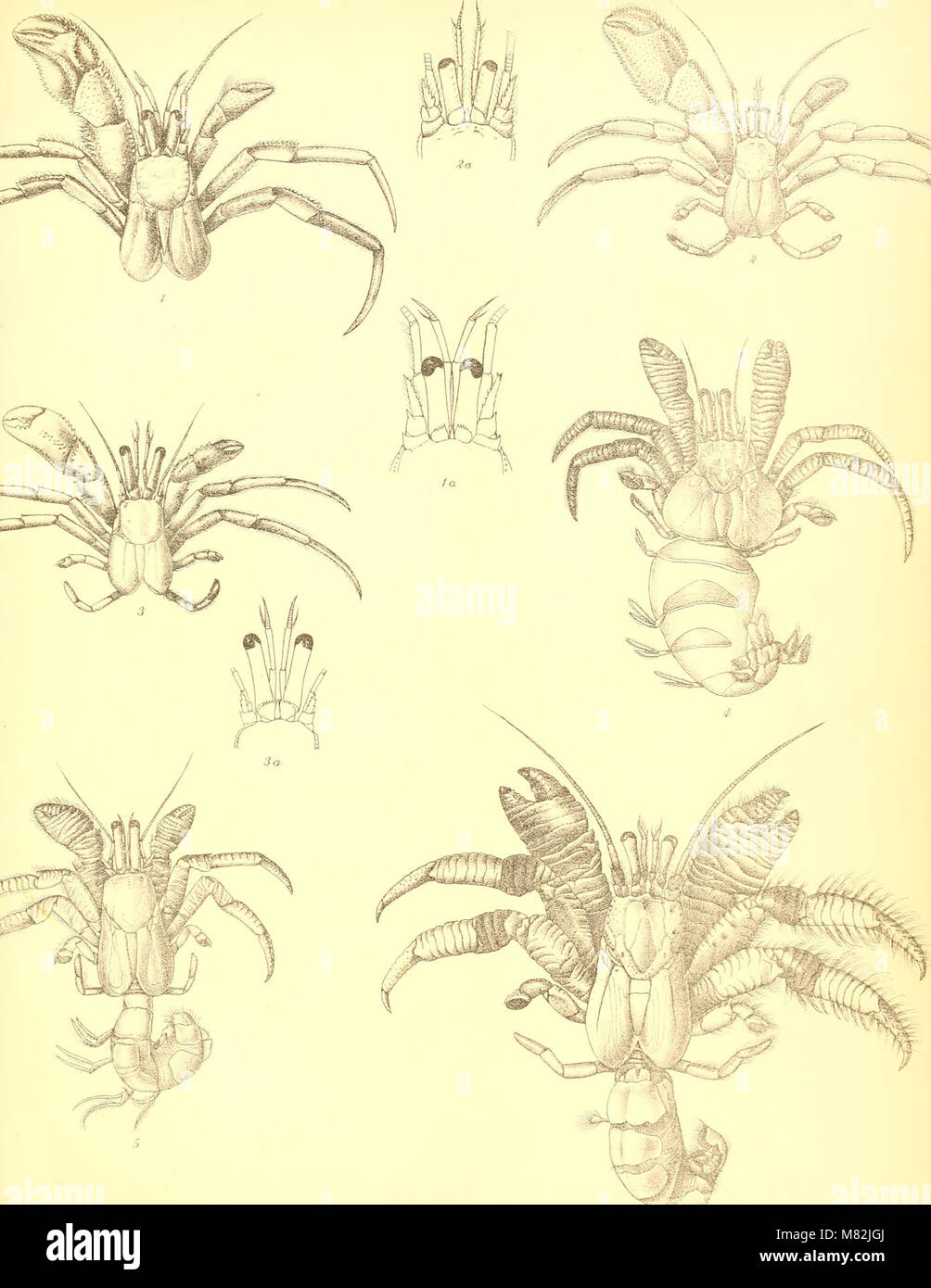 Catalogue of the Indian decapod Crustacea in the collection of the ...