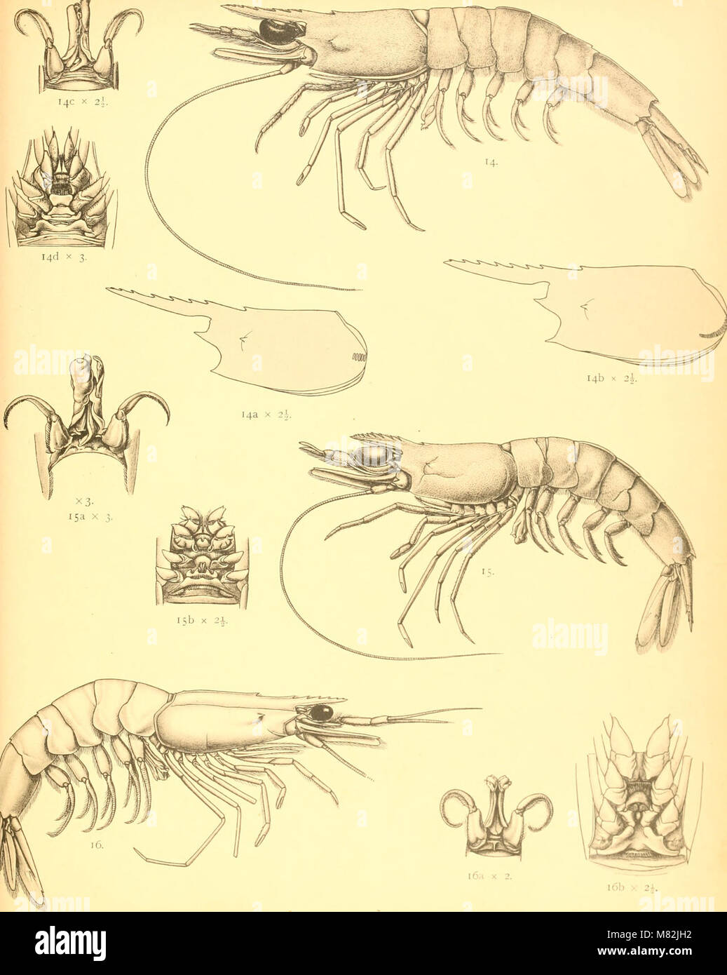 Catalogue indian decapod crustacea in hi-res stock photography and ...