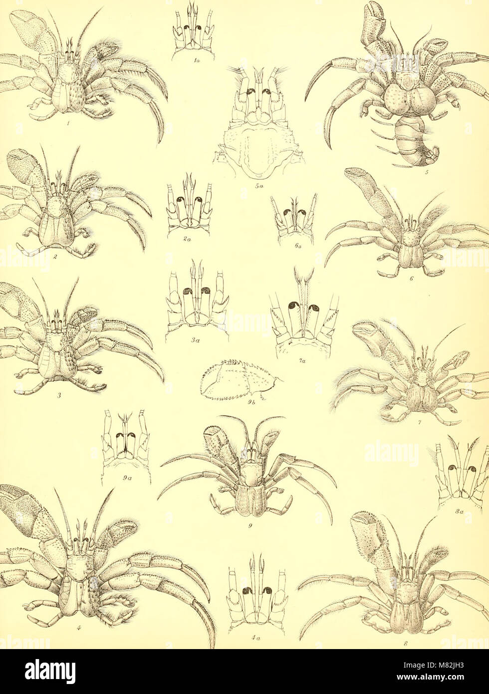This catalogue, starting from 1901, lists the decapod crustaceans in ...