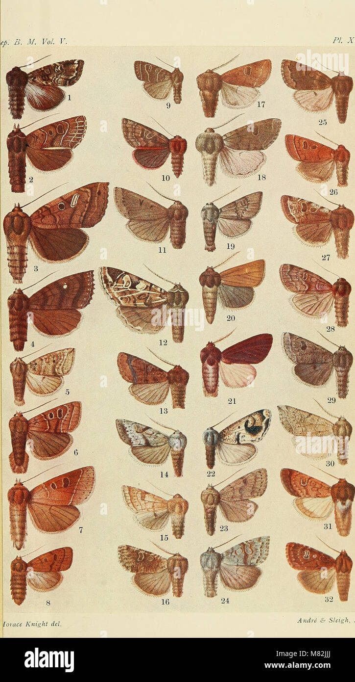 A detailed catalog of the Lepidoptera species in the British Museum ...