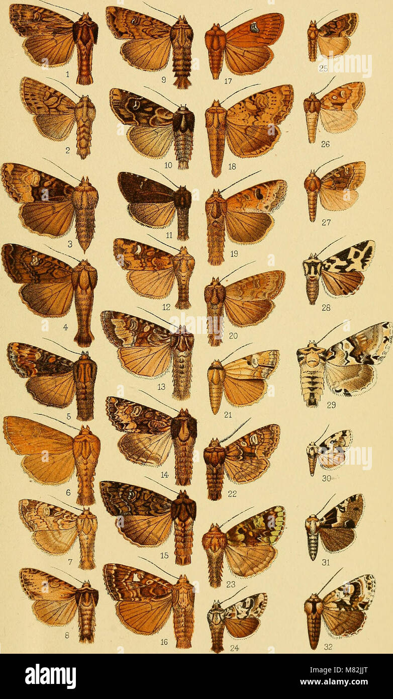 The 1903 *Catalogue of the Lepidoptera PhalÃ¦nÃ¦* in the British Museum ...